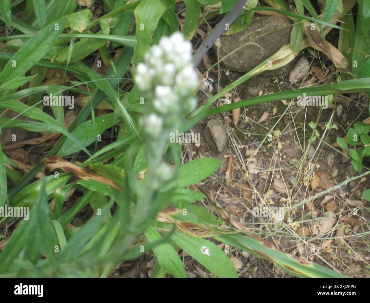 flowering plants (Angiospermae) Plantae Stock Photo - Alamy