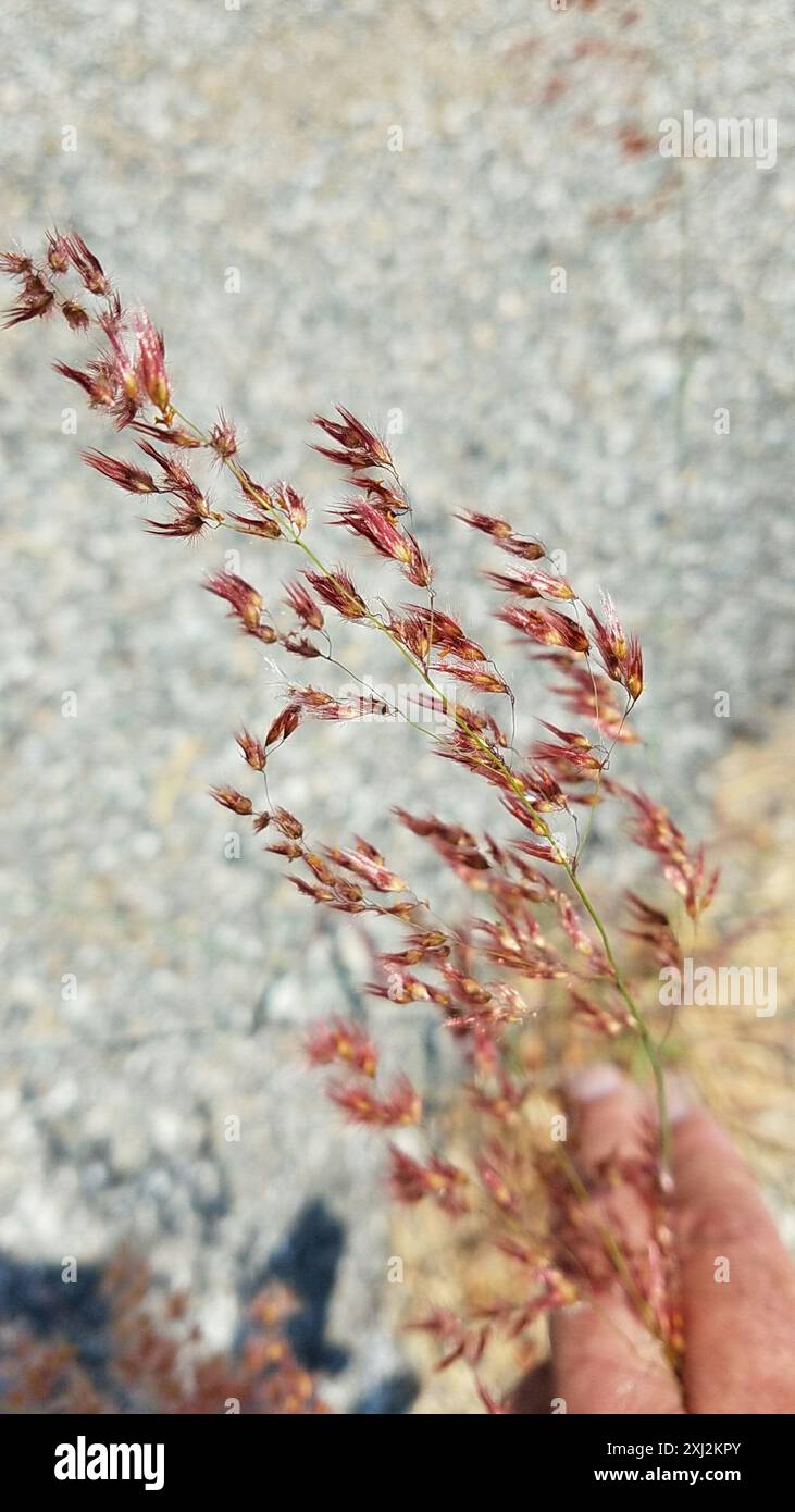 grasses, sedges, cattails, and allies (Poales) Plantae Stock Photo - Alamy