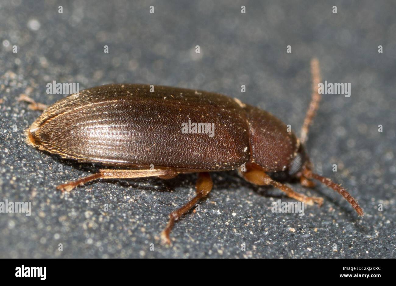 Comb-clawed Darkling Beetles (Alleculinae) Insecta Stock Photo - Alamy