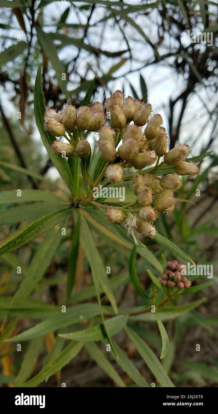 mule fat (Baccharis salicifolia) Plantae Stock Photo - Alamy
