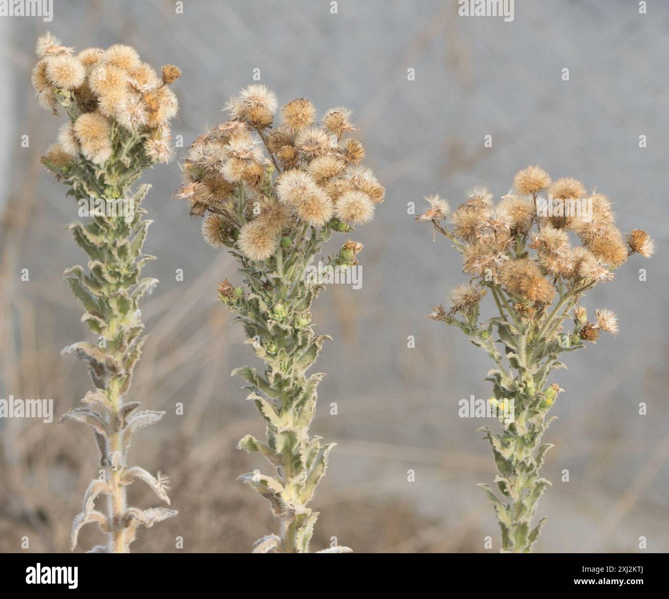 Telegraphweed (Heterotheca grandiflora) Plantae Stock Photo - Alamy
