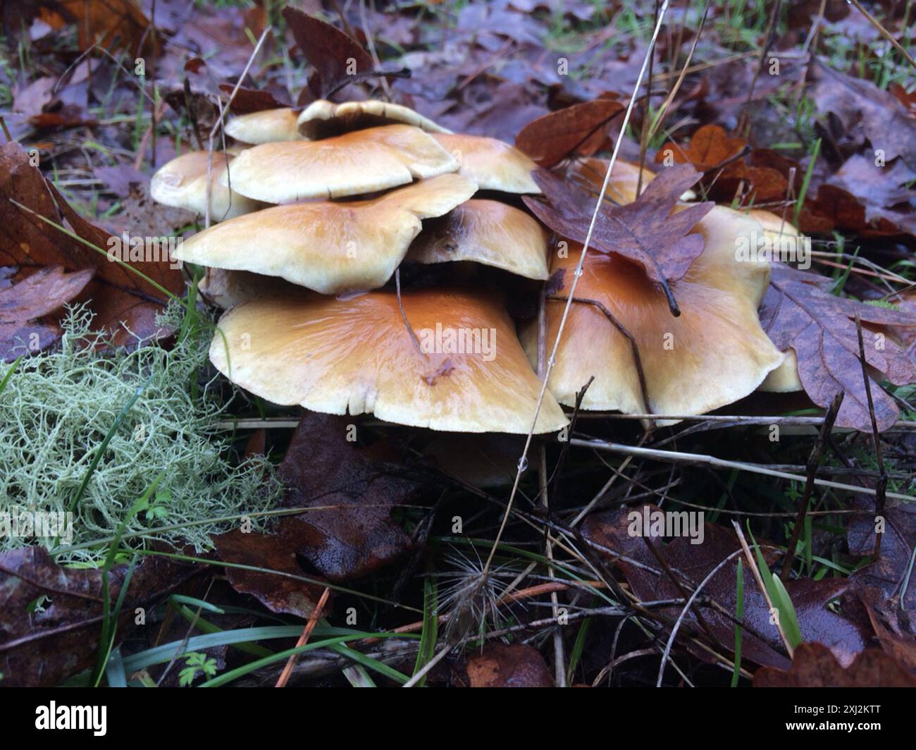 Sulphur Tuft (Hypholoma fasciculare) Fungi Stock Photo - Alamy