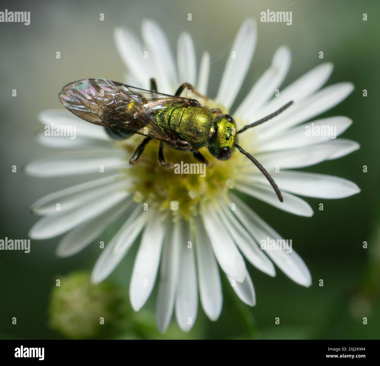 Pure Green Sweat bee (Augochlora pura) Insecta Stock Photo - Alamy