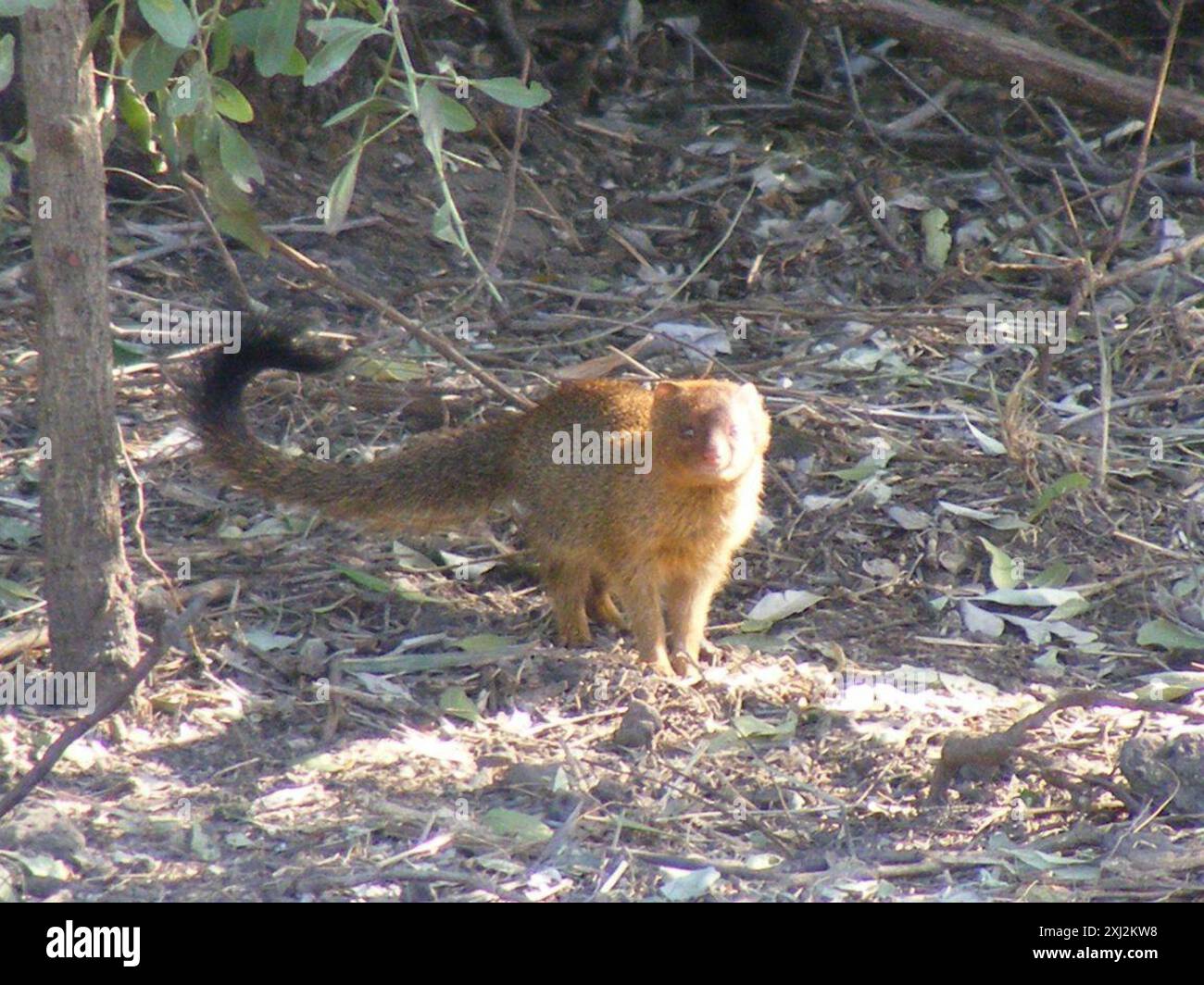 Common Slender Mongoose (Herpestes sanguineus) Mammalia Stock Photo - Alamy