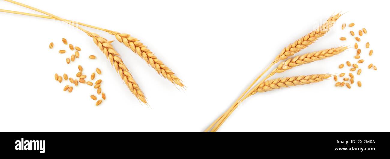 grain and ears of wheat isolated on white background. Top view Stock ...