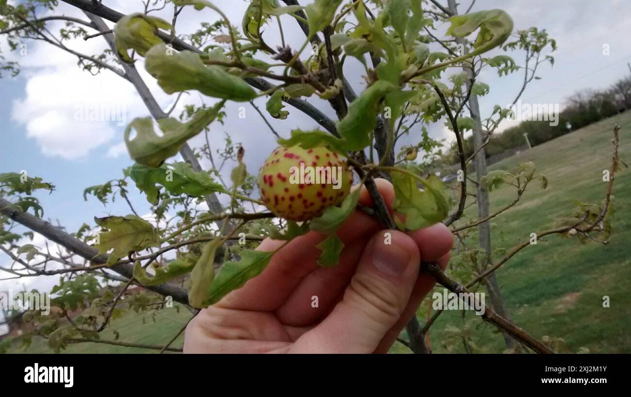 Spongy Oak Apple Gall Wasp (Amphibolips confluenta) Insecta Stock Photo ...
