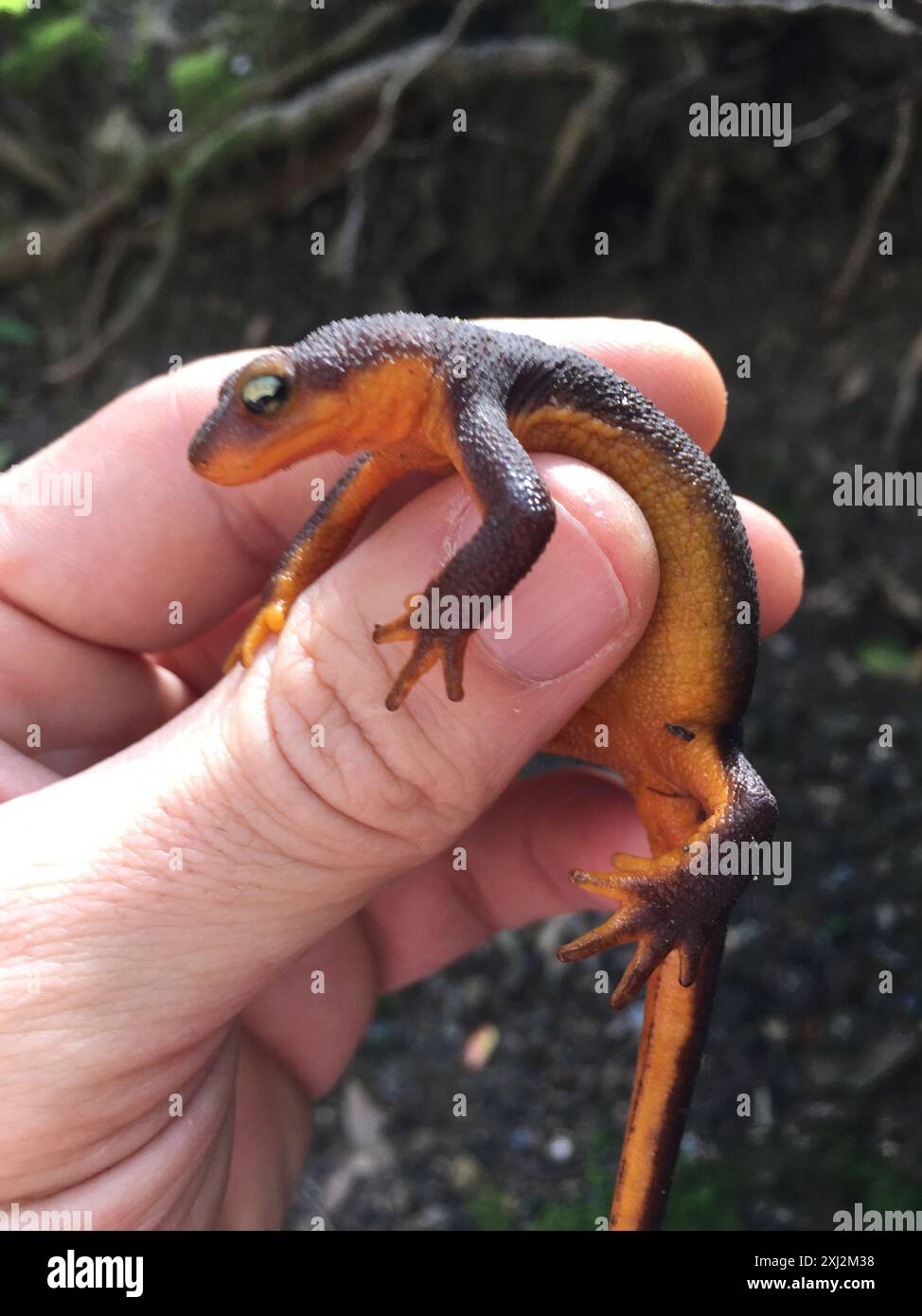California Newt (Taricha torosa) Amphibia Stock Photo - Alamy