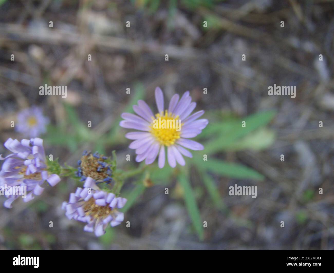 Subalpine Fleabane (Erigeron glacialis) Plantae Stock Photo - Alamy