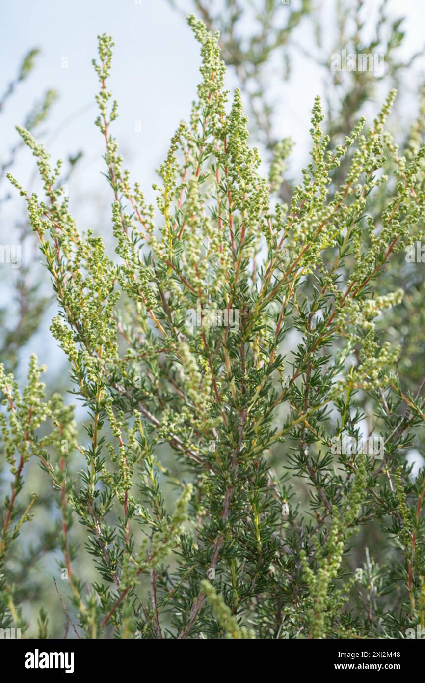chamise (Adenostoma fasciculatum) Plantae Stock Photo - Alamy