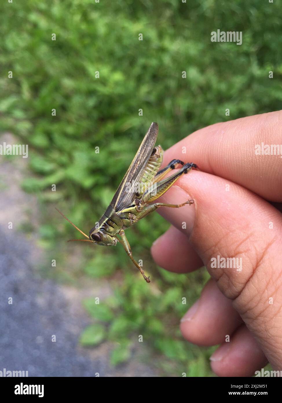 Two-striped Grasshopper (Melanoplus bivittatus) Insecta Stock Photo - Alamy