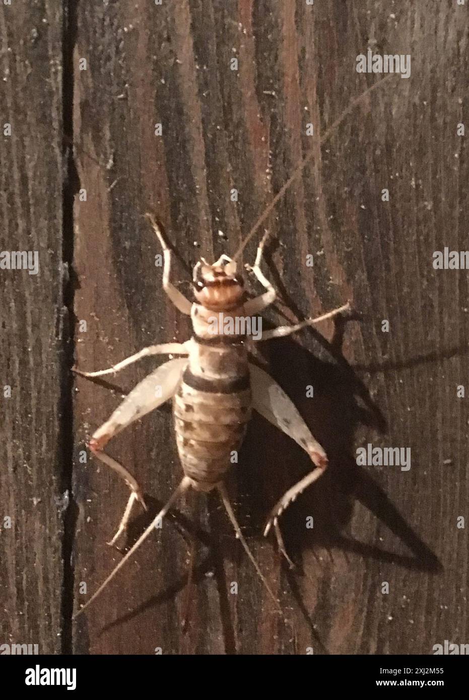 Tropical house cricket hi-res stock photography and images - Alamy