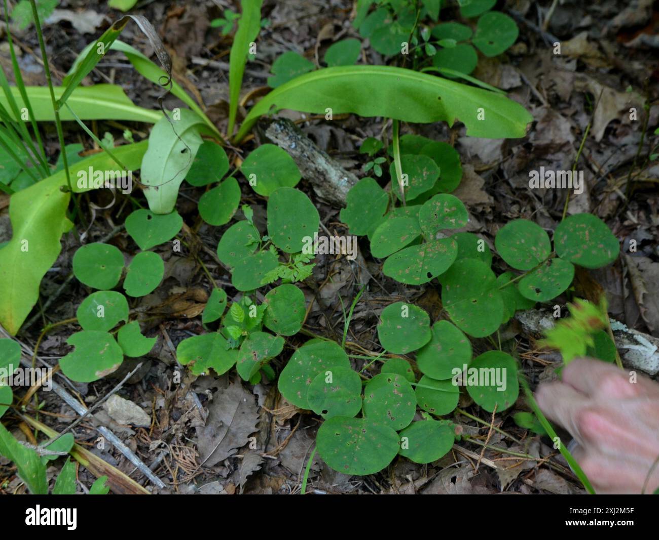 Round-leaved Trailing Tick-trefoil (Desmodium rotundifolium) Plantae ...