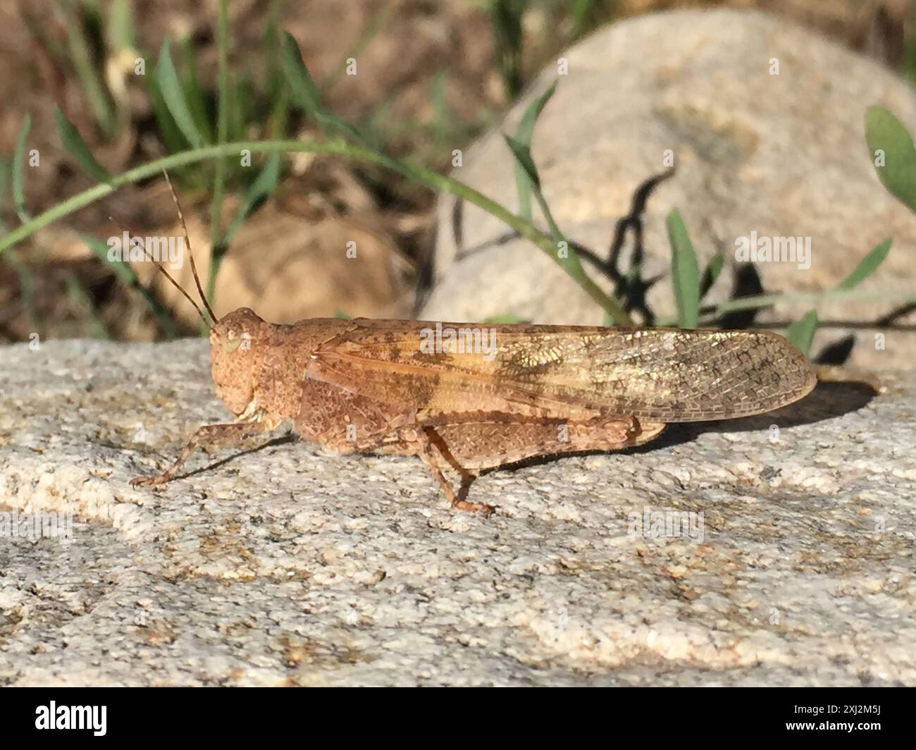 Wrangler Grasshopper (Circotettix rabula) Insecta Stock Photo - Alamy