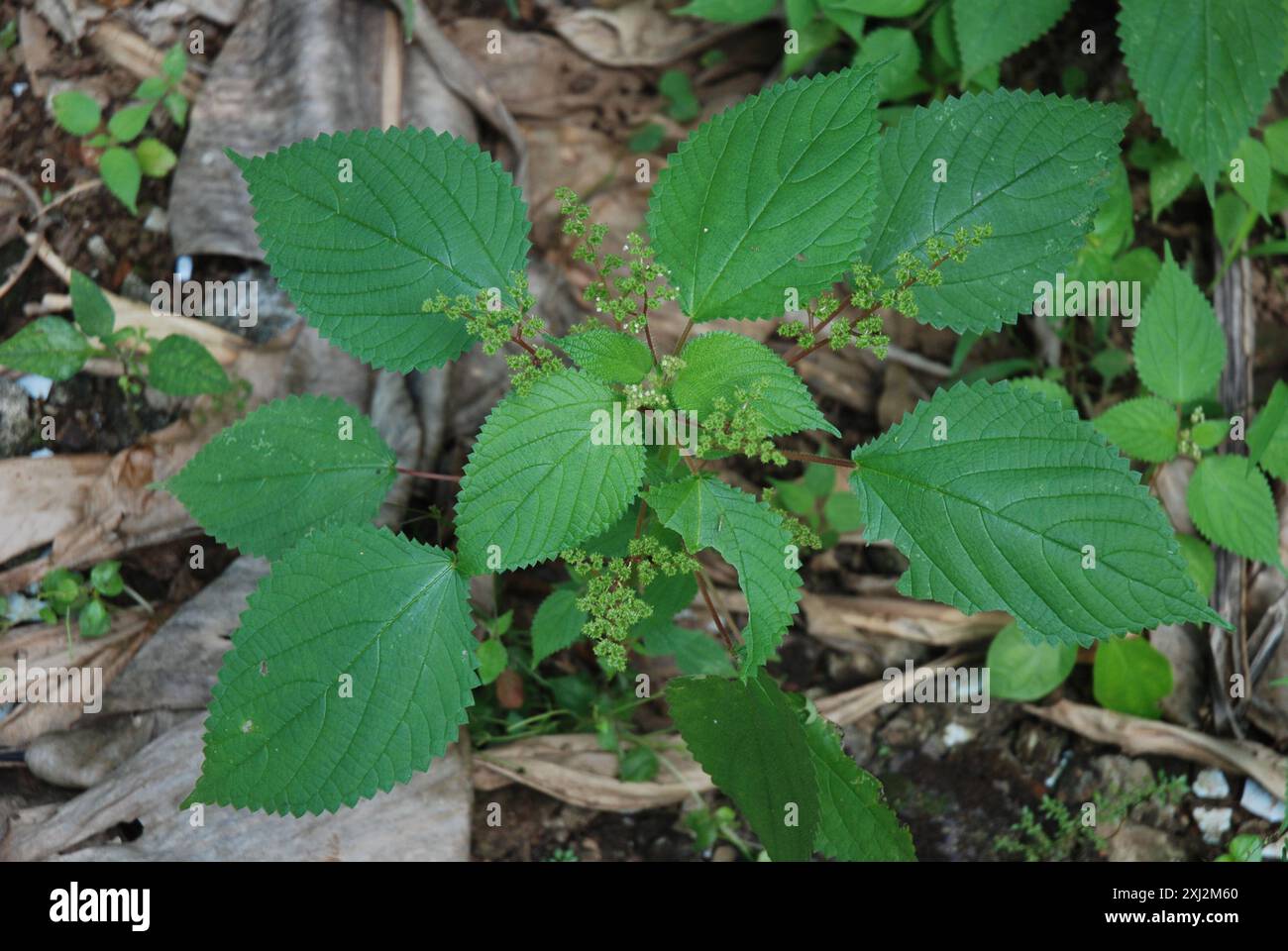 West Indian woodnettle (Laportea aestuans) Plantae Stock Photo - Alamy
