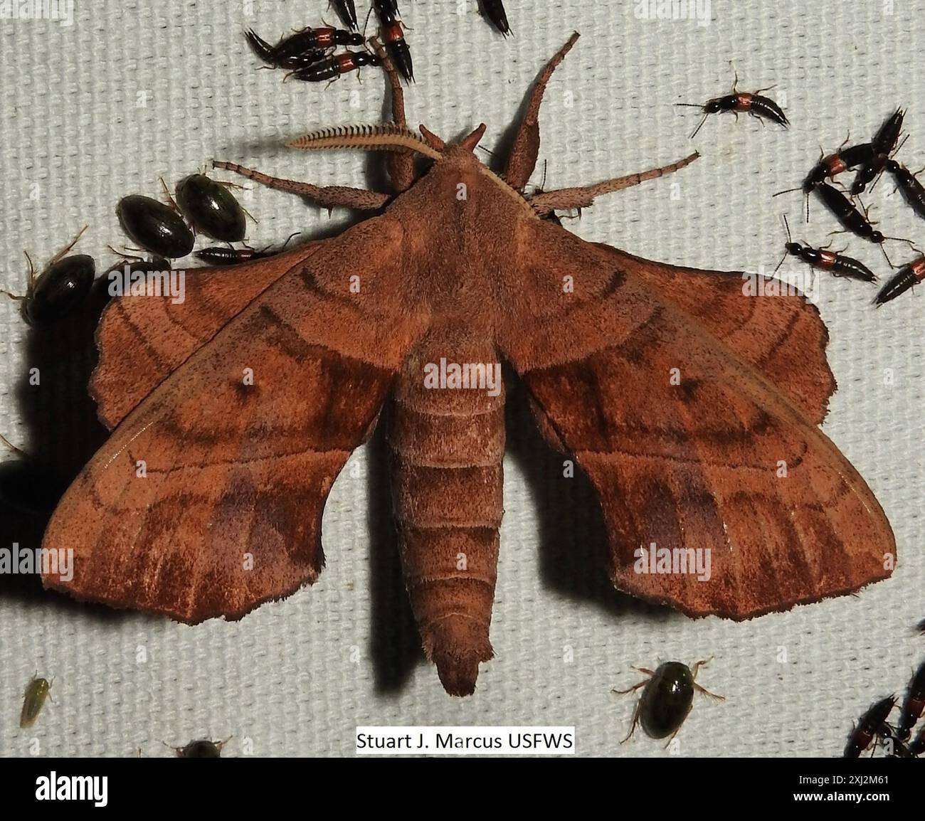 Walnut Sphinx (Amorpha juglandis) Insecta Stock Photo - Alamy