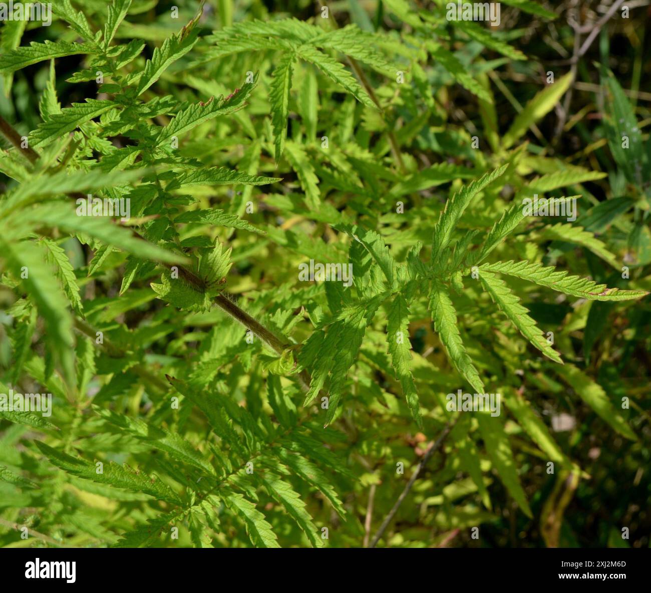 Agrimonia parviflora hi-res stock photography and images - Alamy
