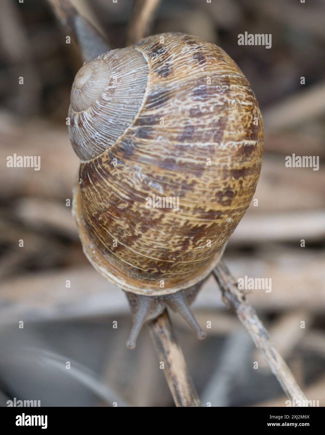 Garden Snail (Cornu aspersum) Mollusca Stock Photo - Alamy