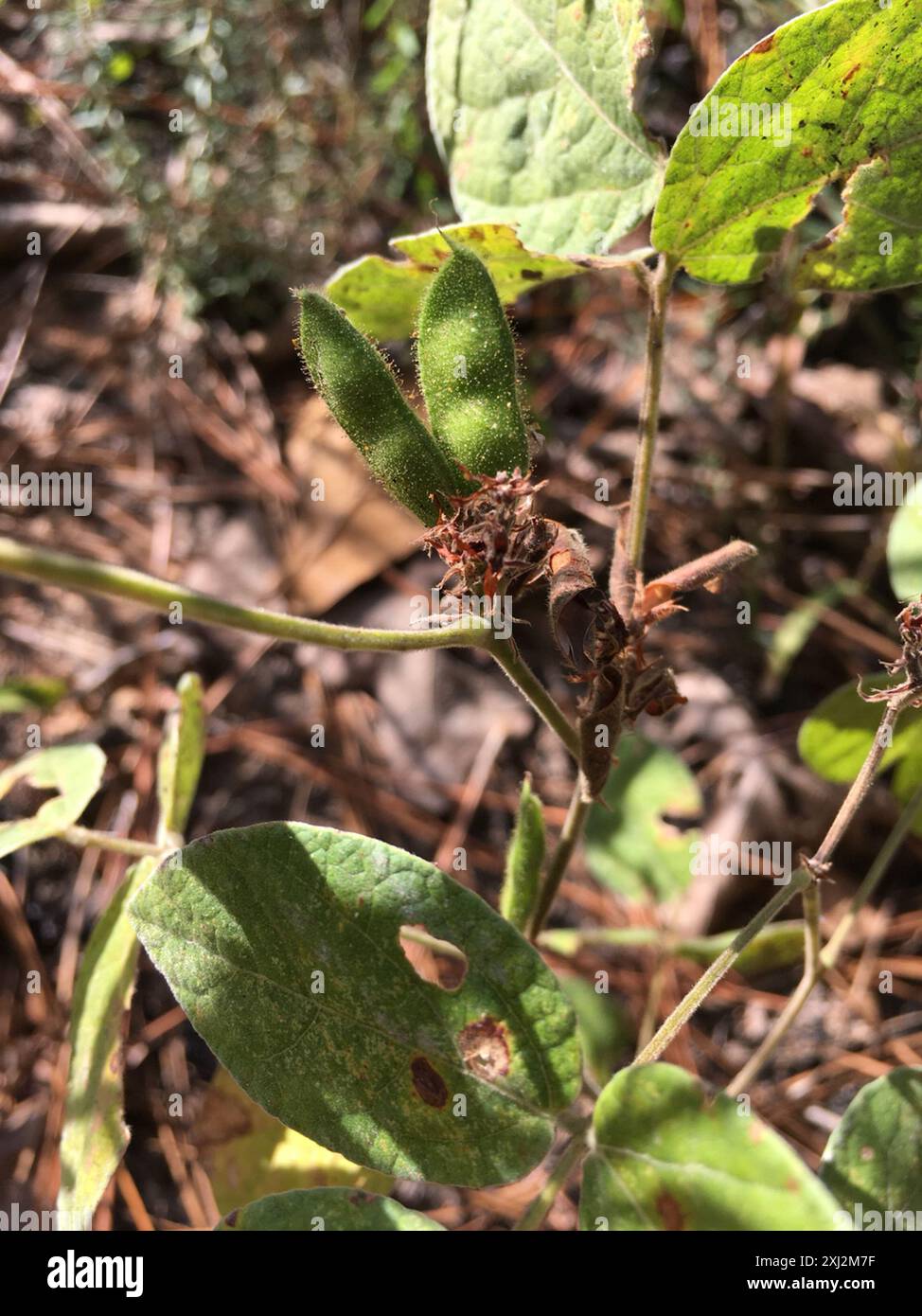 Twining Snoutbean (Rhynchosia tomentosa) Plantae Stock Photo - Alamy