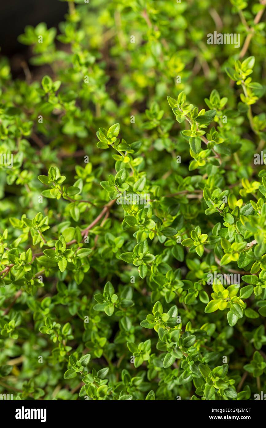 Thyme leaves hi-res stock photography and images - Alamy