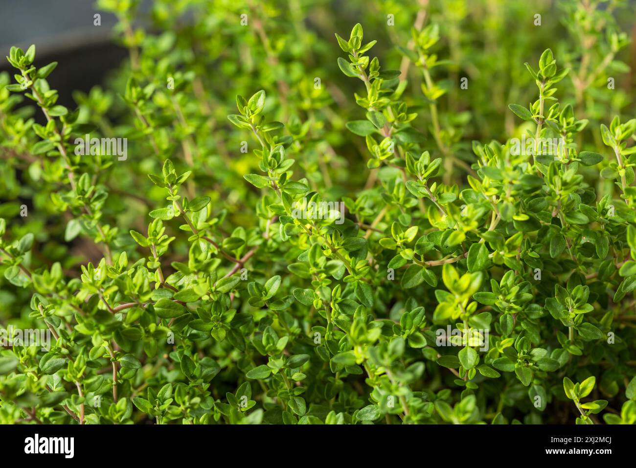 Raw Organic Green Thyme Leaves Ready to Cook Stock Photo - Alamy
