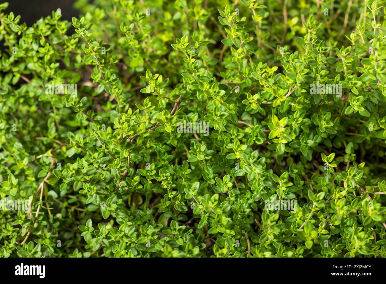 Raw Organic Green Thyme Leaves Ready to Cook Stock Photo - Alamy