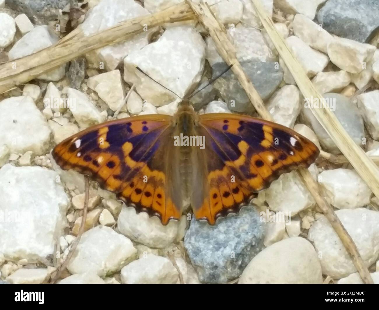 Lesser Purple Emperor (Apatura ilia) Insecta Stock Photo - Alamy