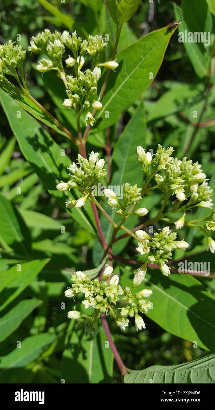 hemp dogbane (Apocynum cannabinum) Plantae Stock Photo - Alamy