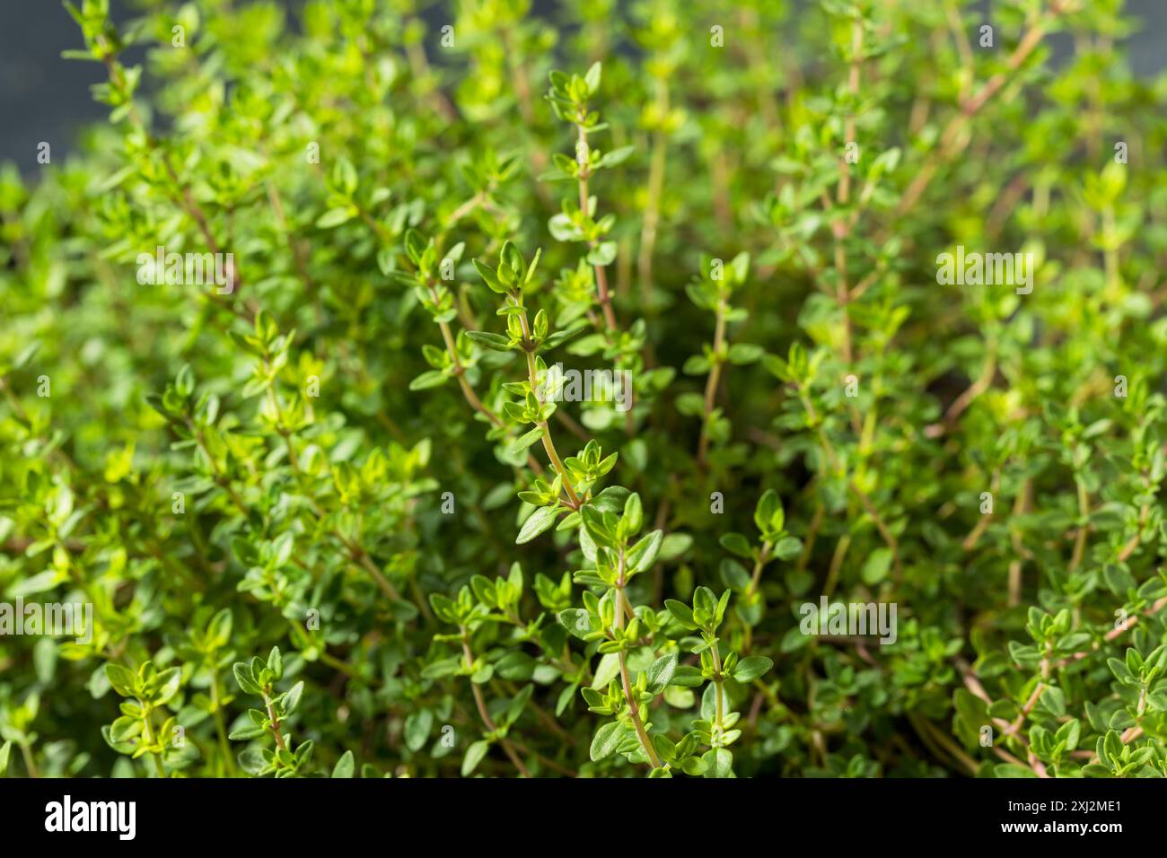 Raw Organic Green Thyme Leaves Ready to Cook Stock Photo - Alamy