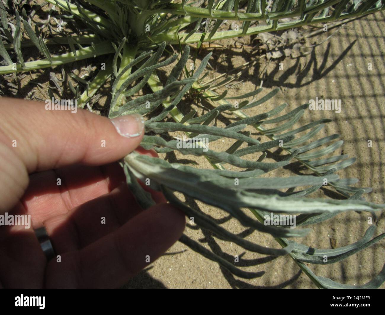 Pitcher's thistle (Cirsium pitcheri) Plantae Stock Photo - Alamy