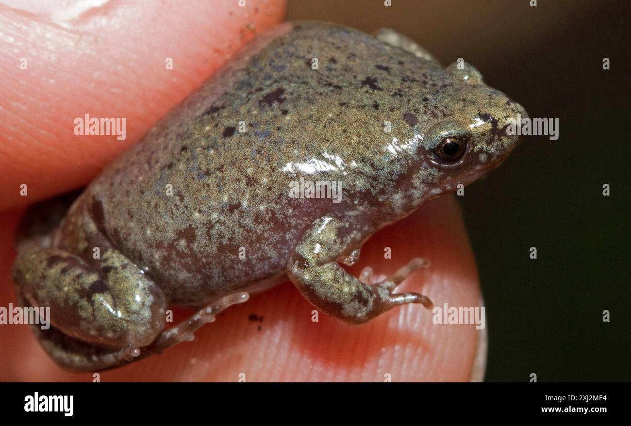Eastern Narrow-mouthed Toad (Gastrophryne carolinensis) Amphibia Stock ...