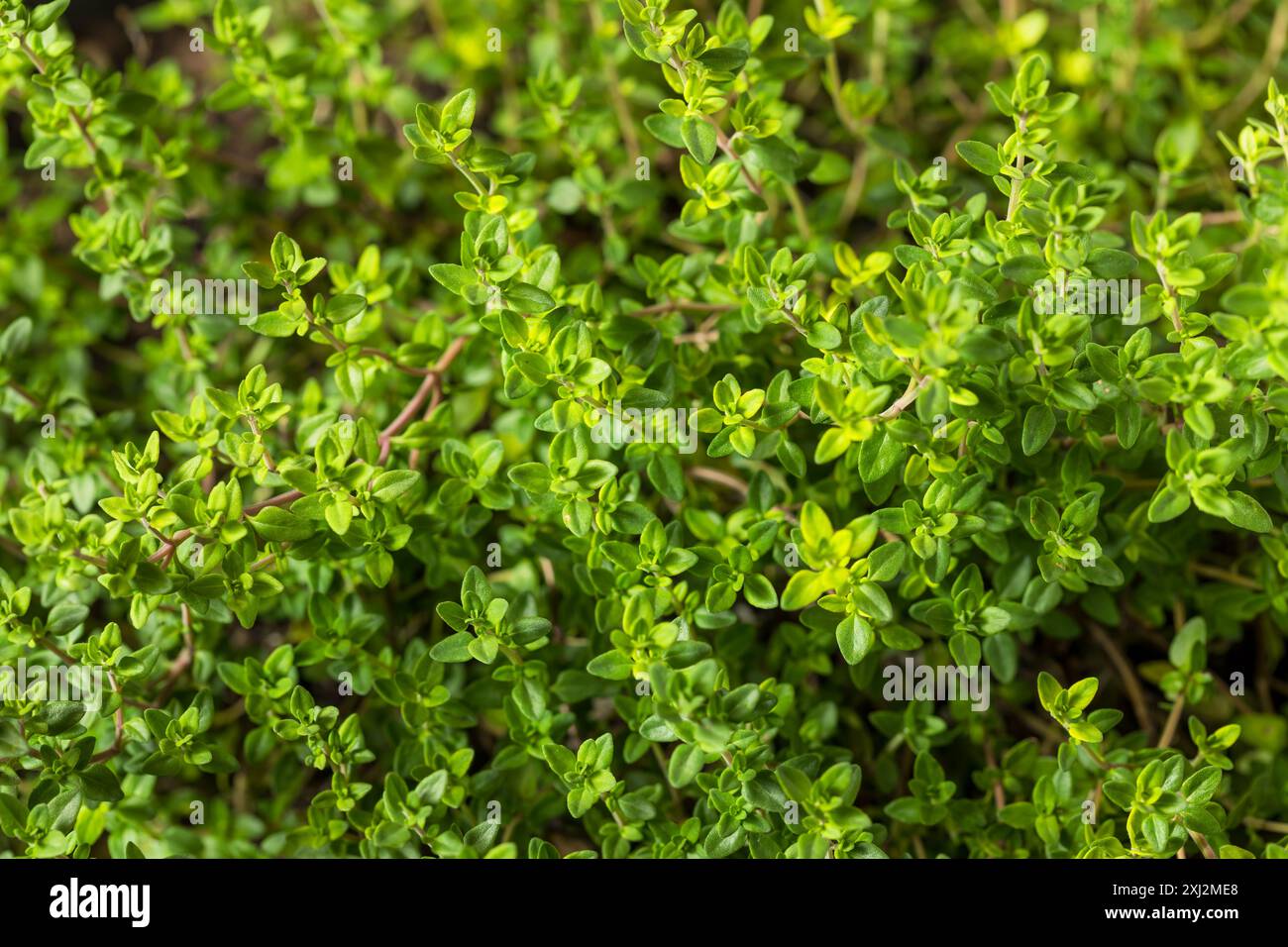 Raw Organic Green Thyme Leaves Ready to Cook Stock Photo - Alamy
