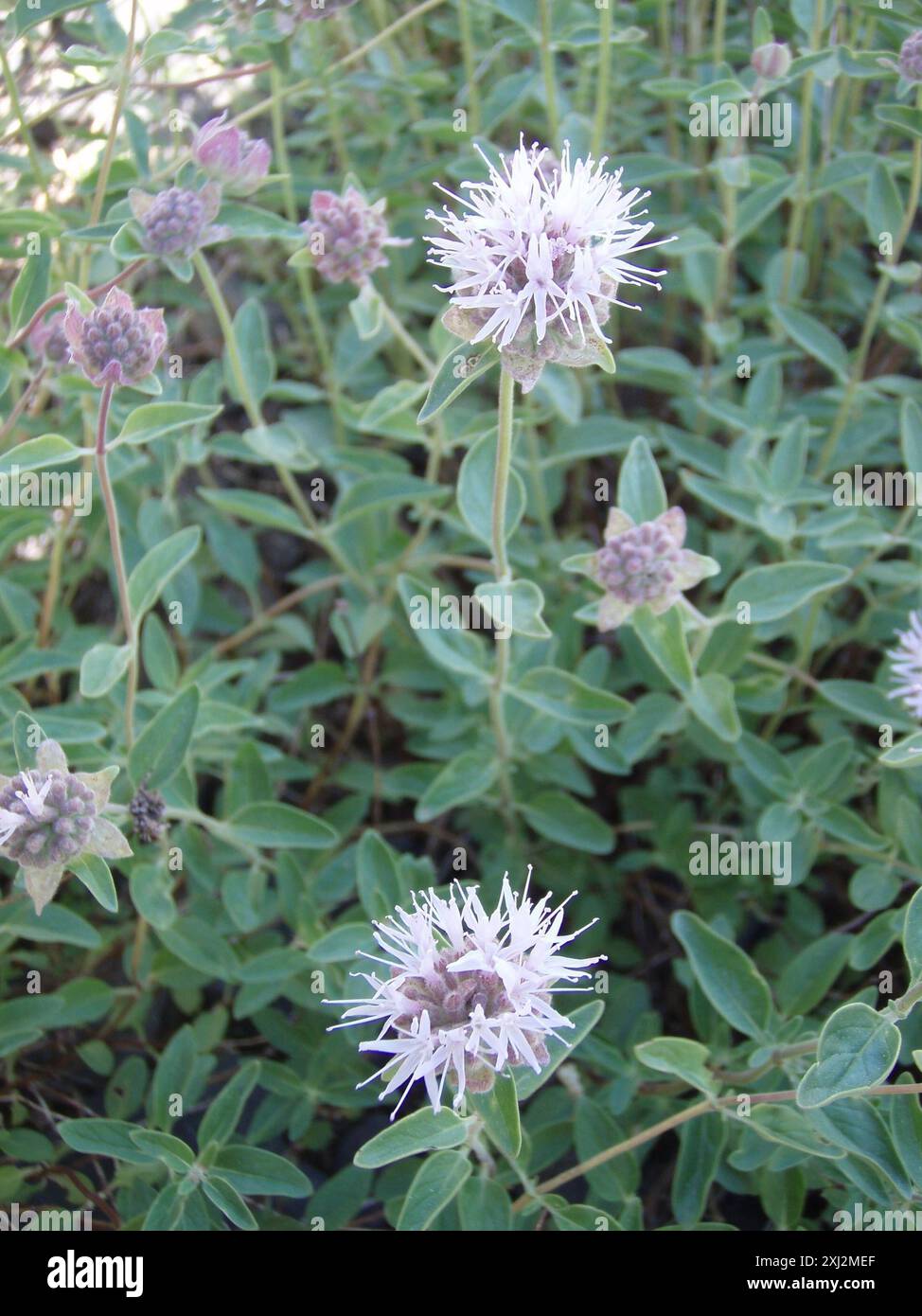 mountain coyote mint (Monardella odoratissima) Plantae Stock Photo - Alamy