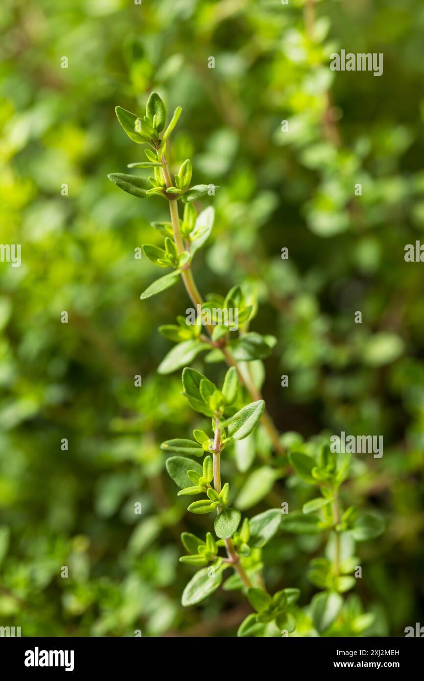 Raw Organic Green Thyme Leaves Ready to Cook Stock Photo - Alamy