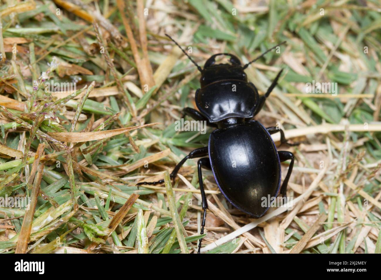 Warrior Beetles (Pasimachus) Insecta Stock Photo - Alamy