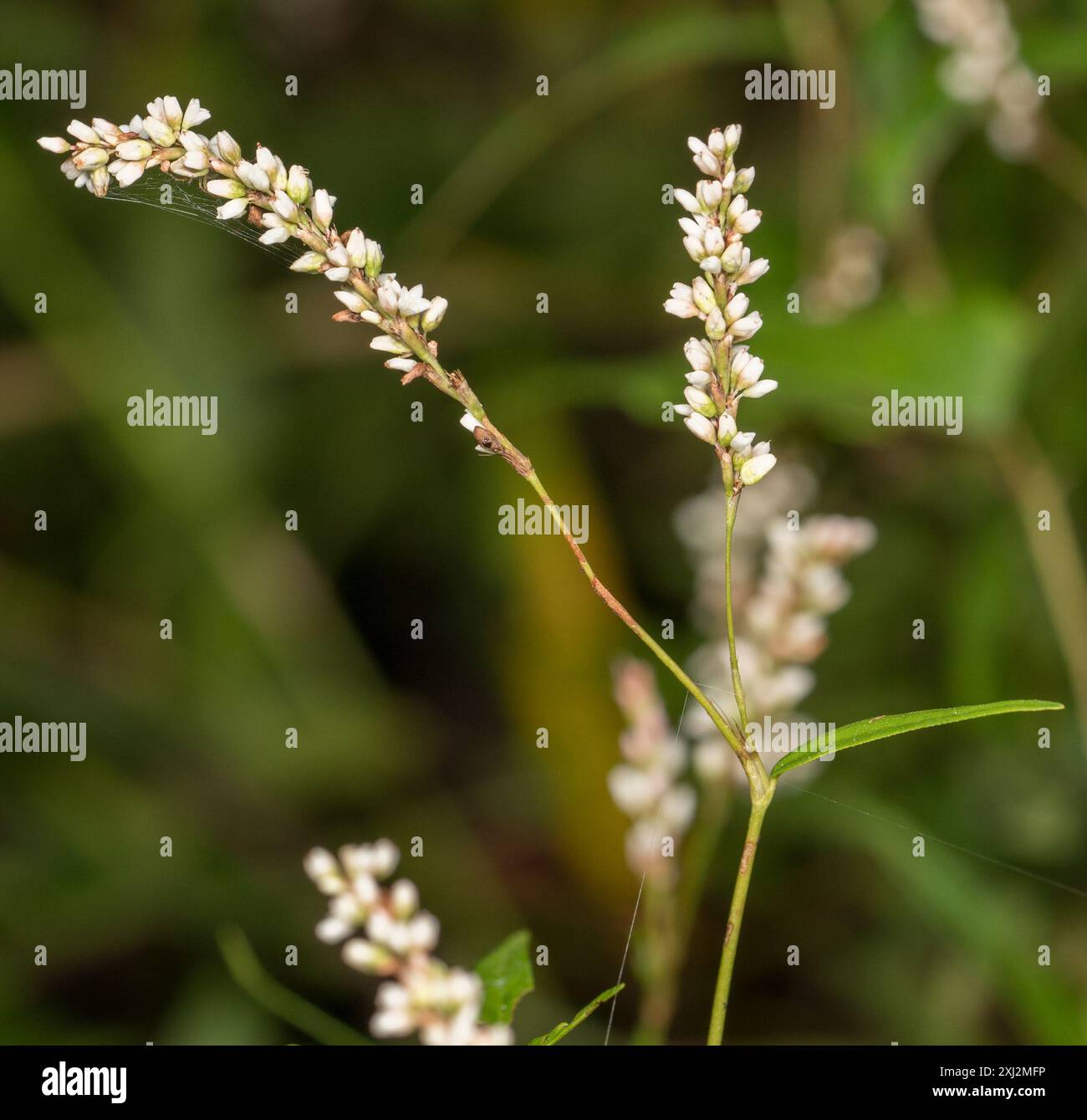 swamp smartweed (Persicaria hydropiperoides) Plantae Stock Photo - Alamy