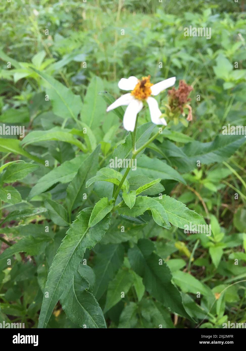 White beggarticks (Bidens alba) Plantae Stock Photo - Alamy