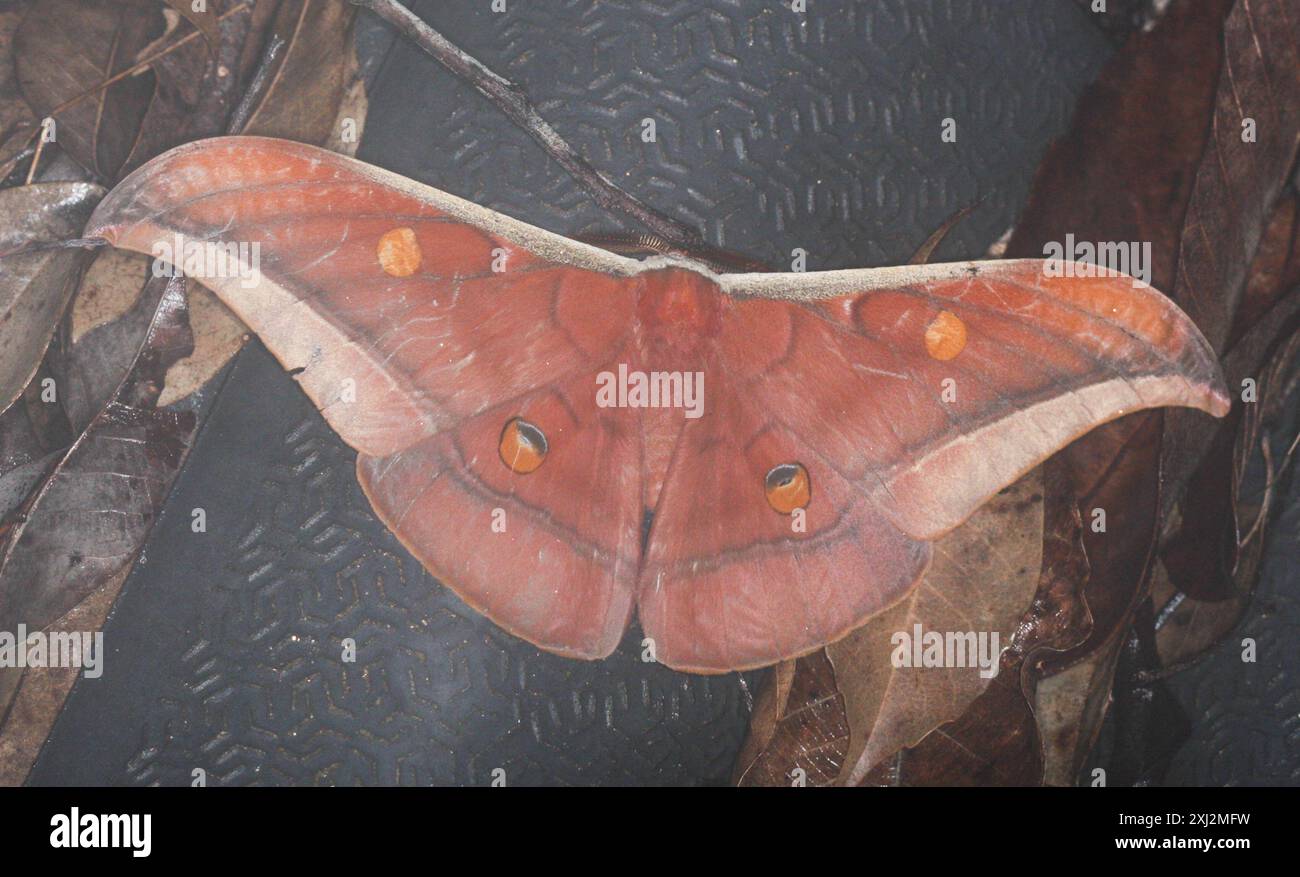 Assam silkmoth (Antheraea assamensis) Insecta Stock Photo - Alamy