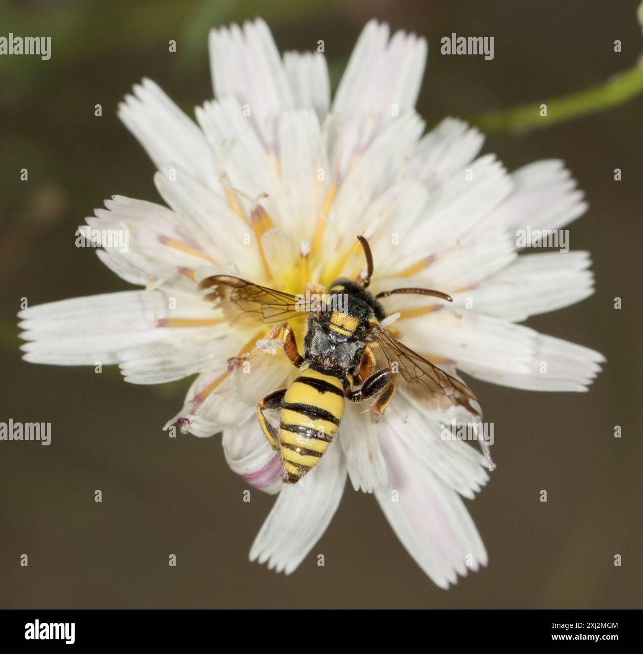 Nomad Bees (Nomada) Insecta Stock Photo - Alamy