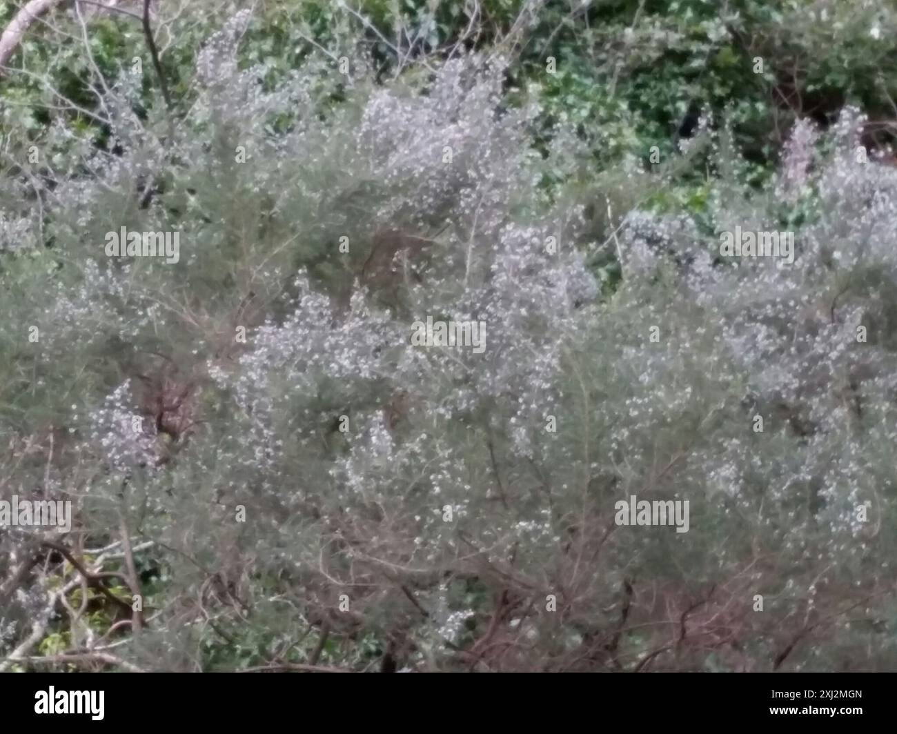 Tree heath (Erica arborea) Plantae Stock Photo - Alamy