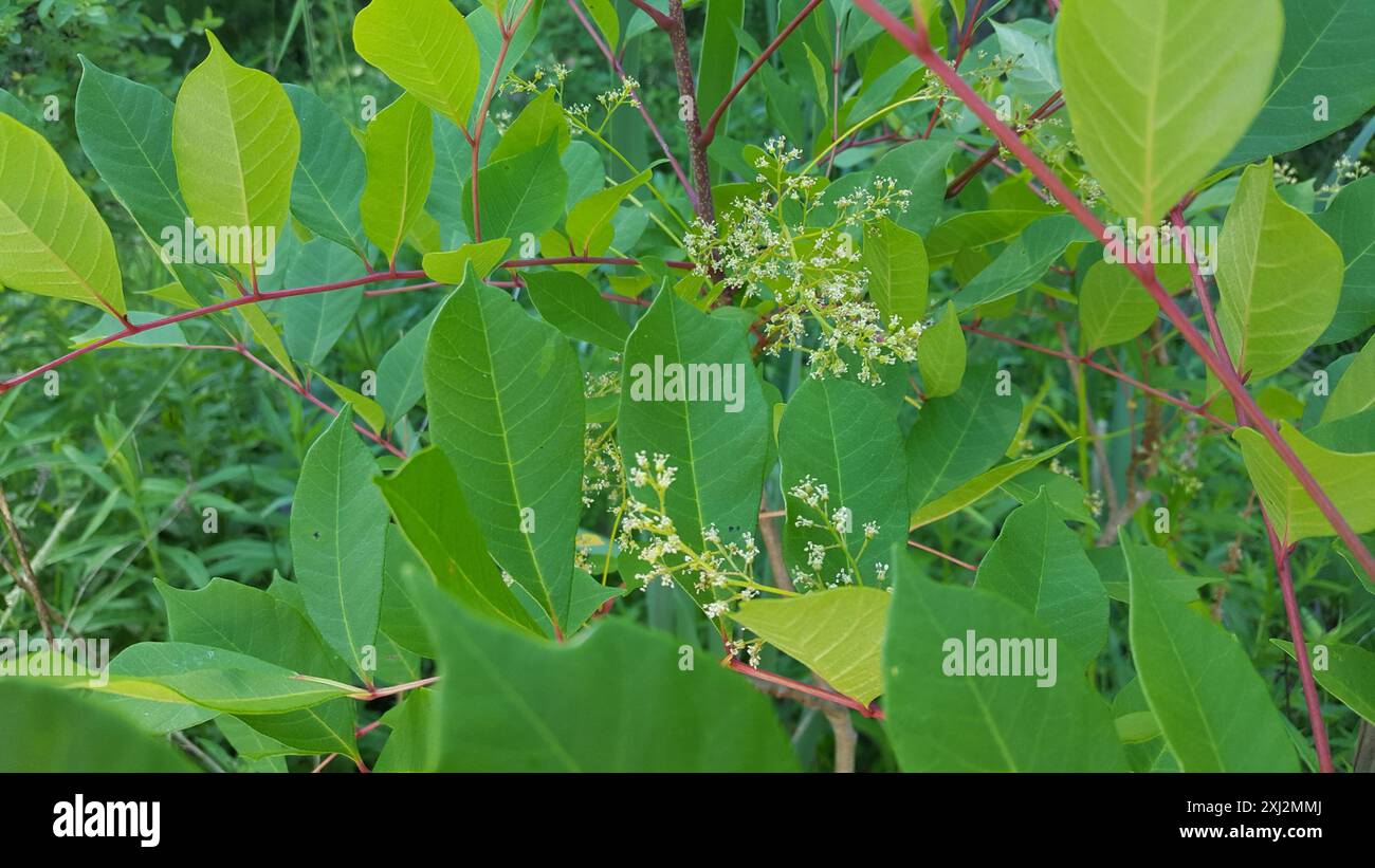 poison sumac (Toxicodendron vernix) Plantae Stock Photo - Alamy