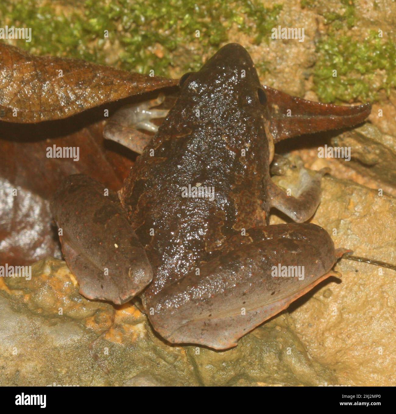Large Pygmy Frog (Microhyla berdmorei) Amphibia Stock Photo - Alamy