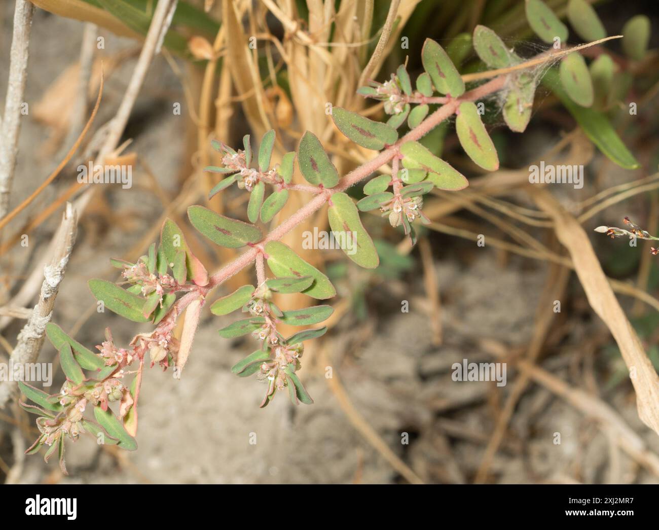 Spotted spurge (Euphorbia maculata) Plantae Stock Photo - Alamy