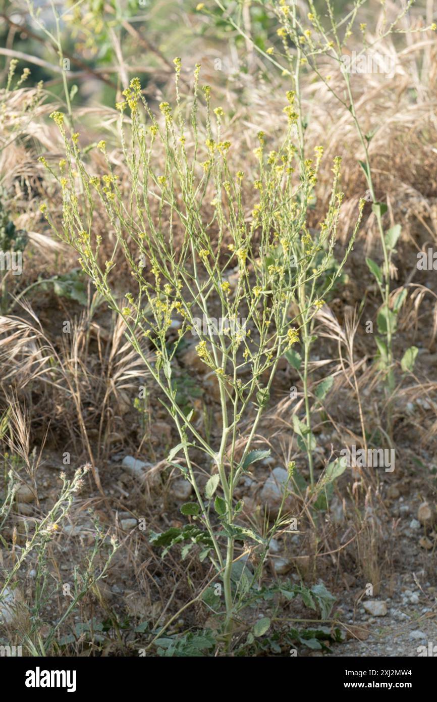 Shortpod Mustard (Hirschfeldia incana) Plantae Stock Photo - Alamy