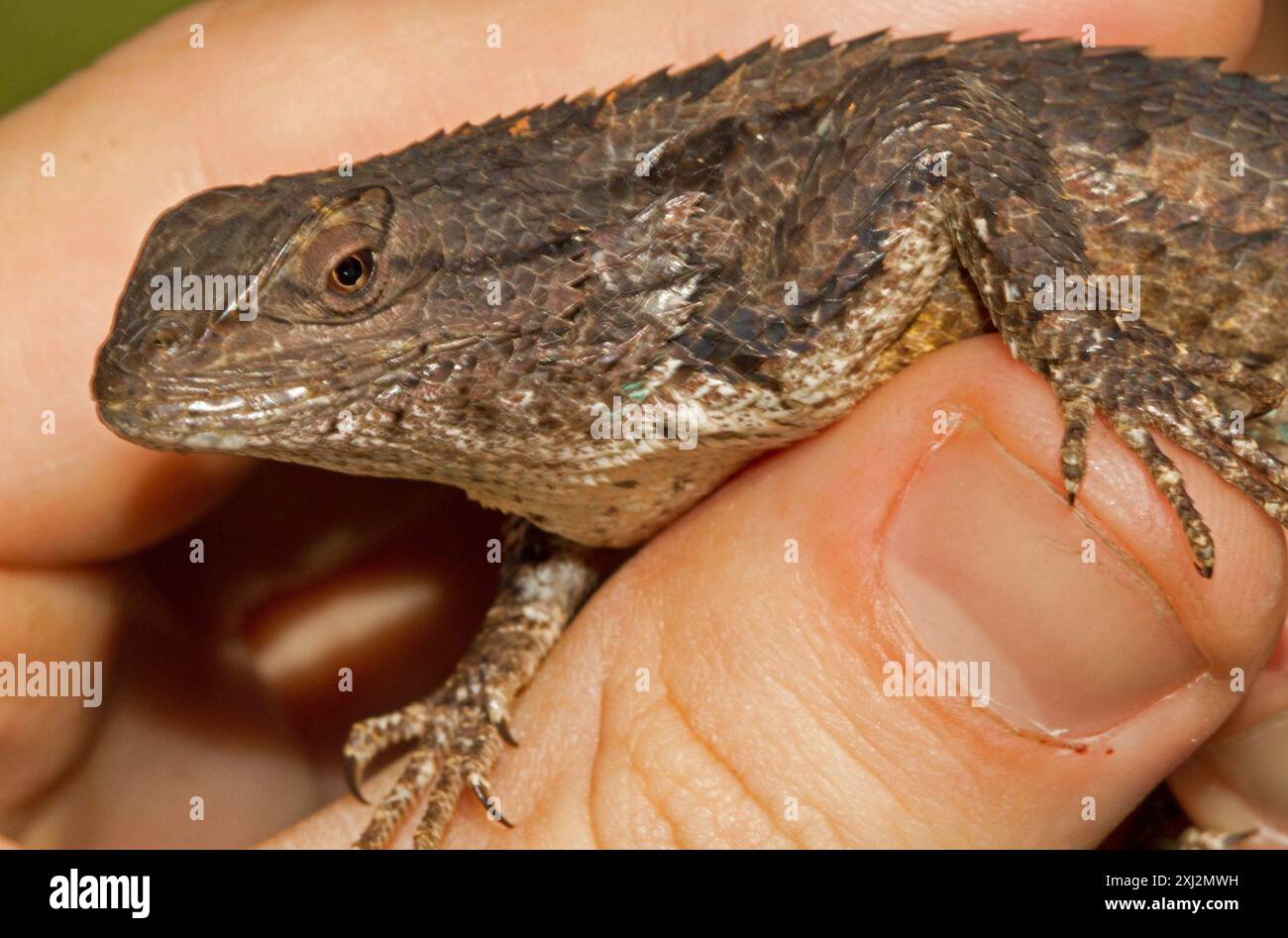 Texas Spiny Lizard (Sceloporus olivaceus) Reptilia Stock Photo - Alamy