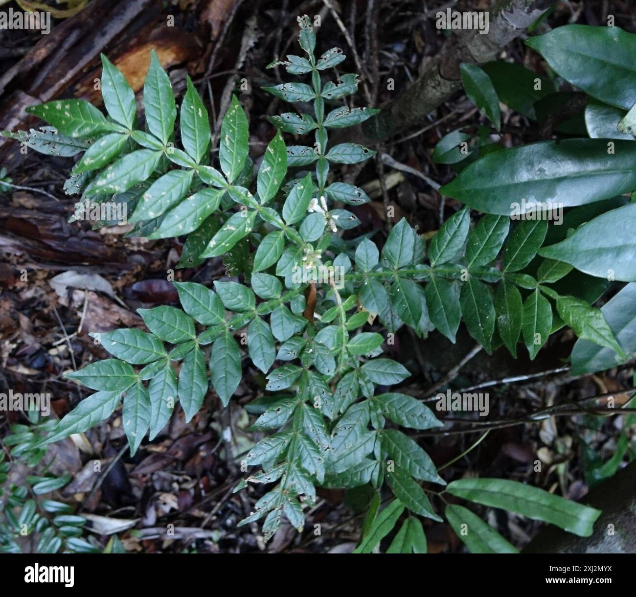 bignonia family (Bignoniaceae) Plantae Stock Photo - Alamy