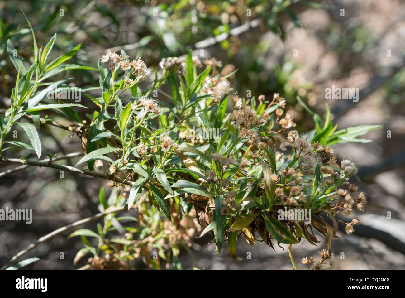 mule fat (Baccharis salicifolia) Plantae Stock Photo - Alamy