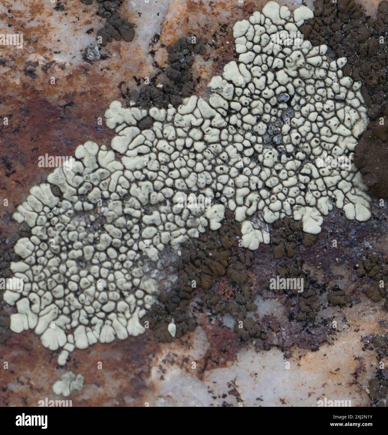 common lichens (Lecanoromycetes) Fungi Stock Photo - Alamy