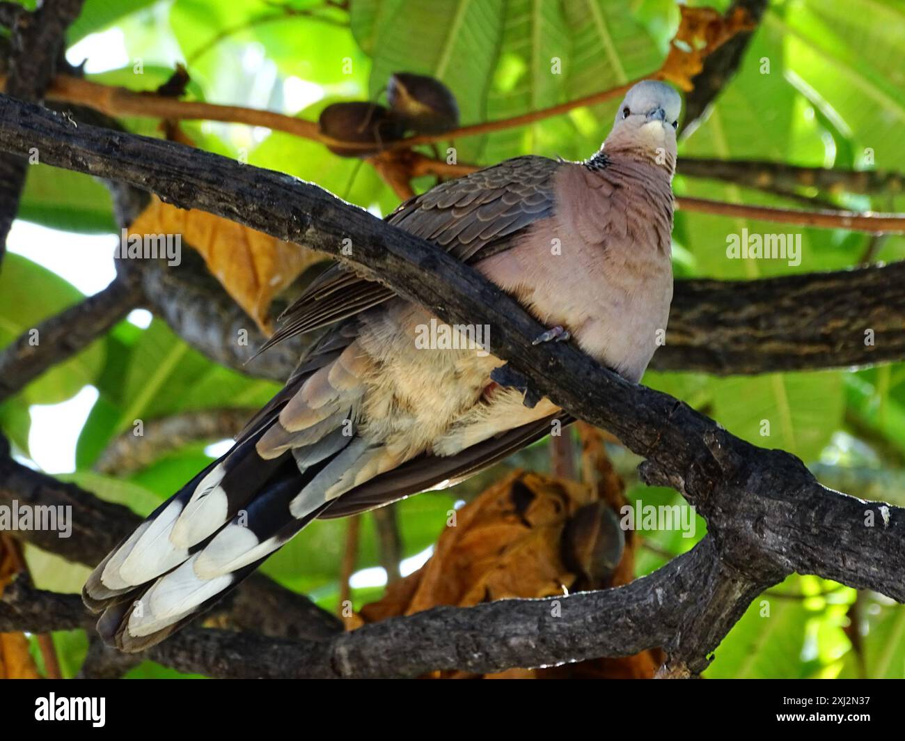 Spotted Dove (Spilopelia chinensis) Aves Stock Photo - Alamy