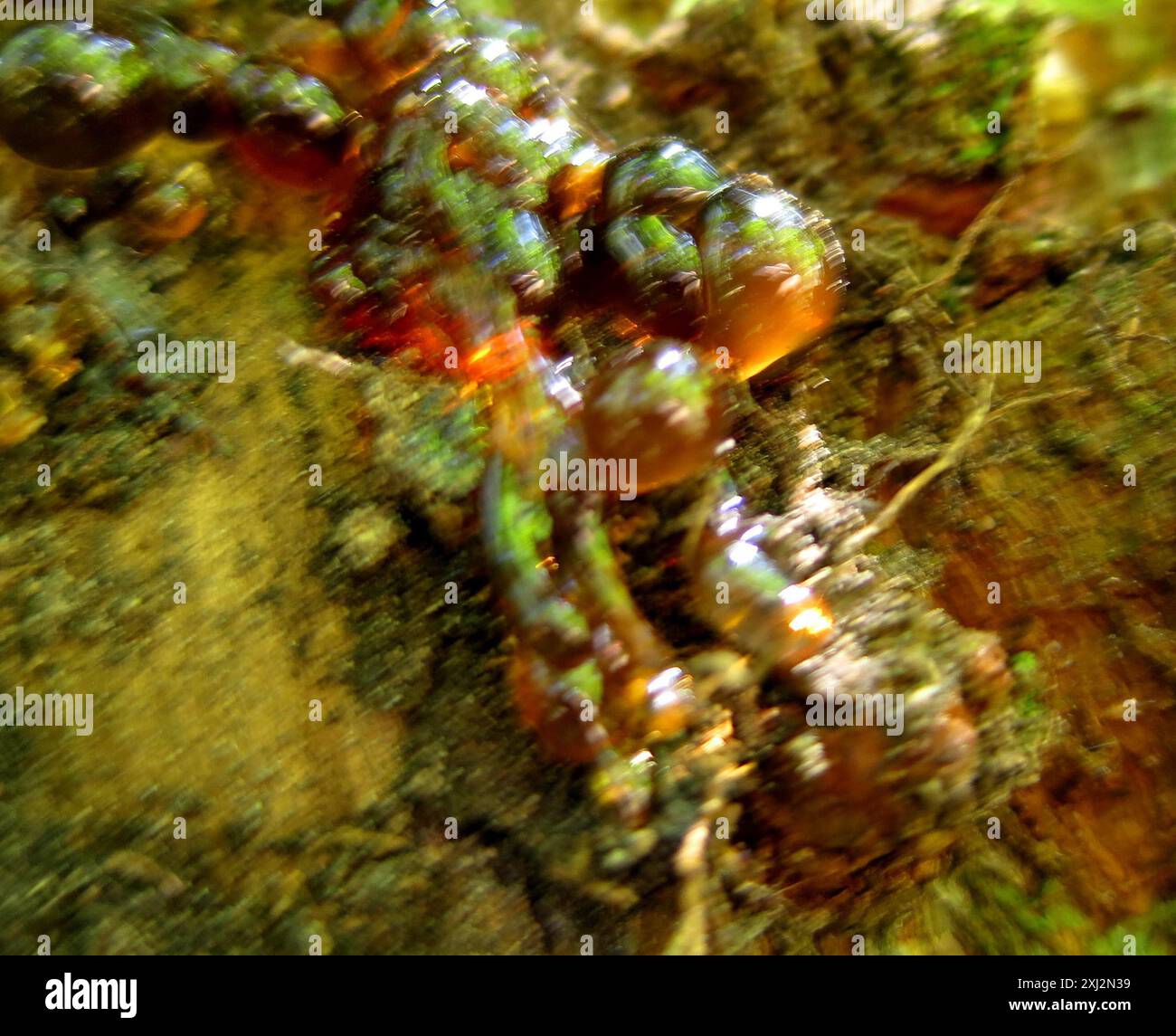 Forest Knobwood (Zanthoxylum davyi) Plantae Stock Photo - Alamy