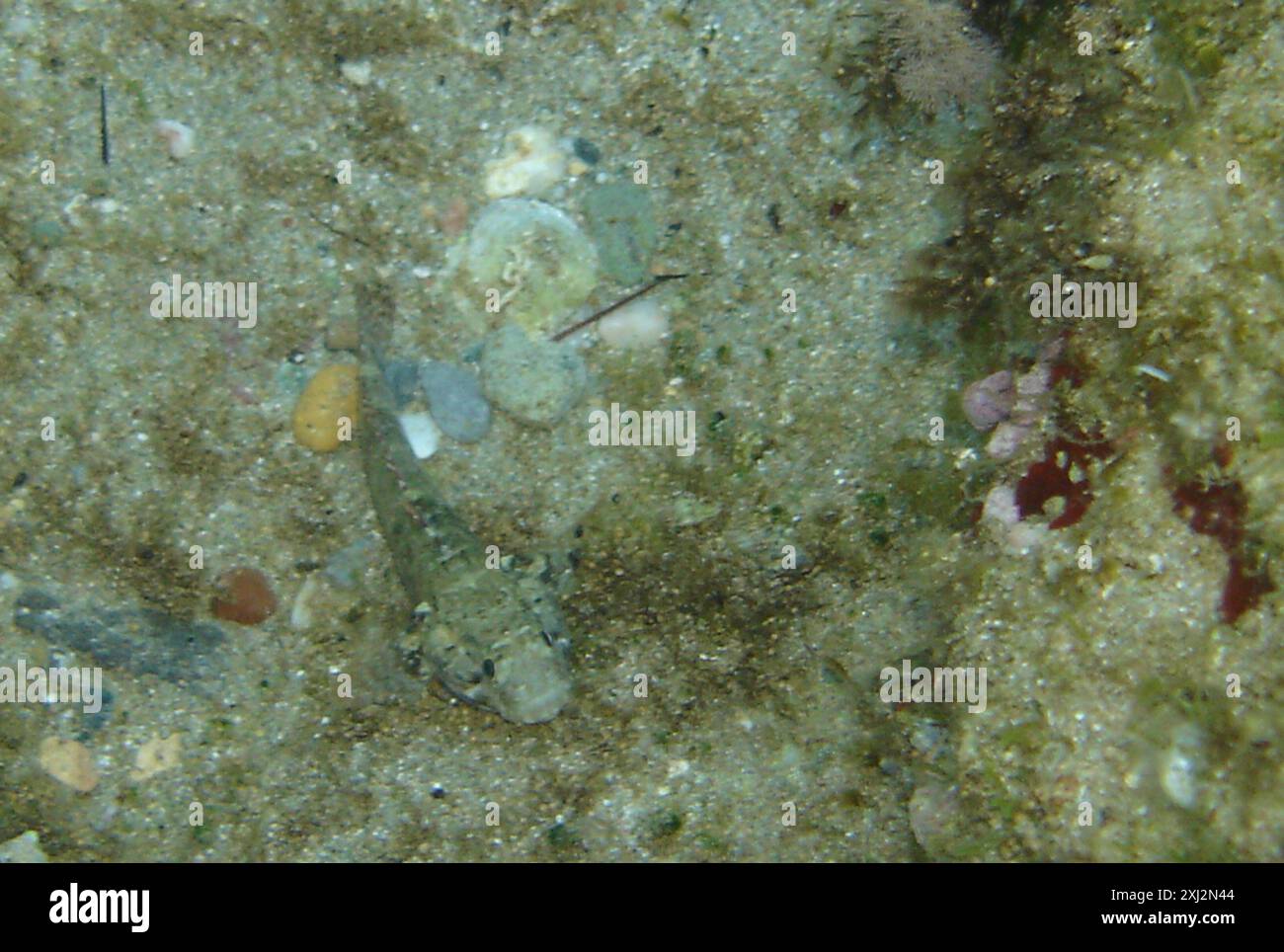 Rock Goby (Gobius paganellus) Actinopterygii Stock Photo - Alamy